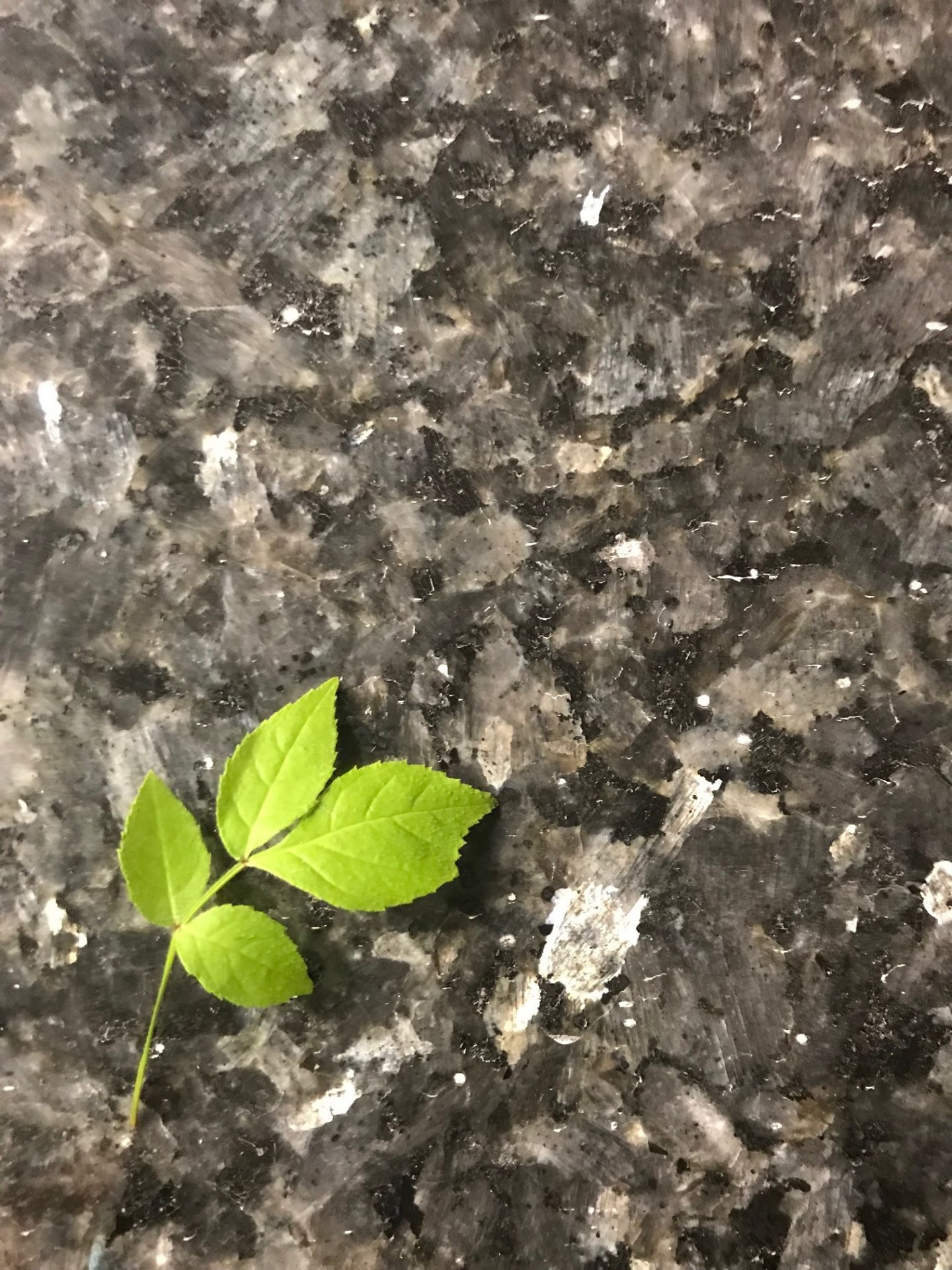 Blue Pearl Granite - Mister Marble