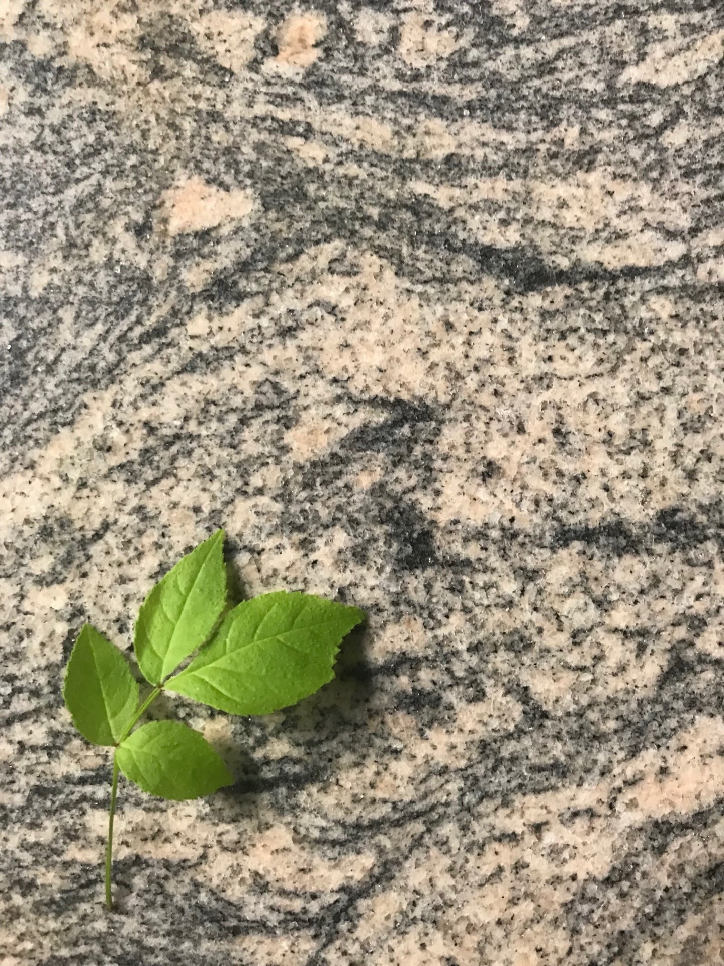 Sea Wave Granite - Mister Marble