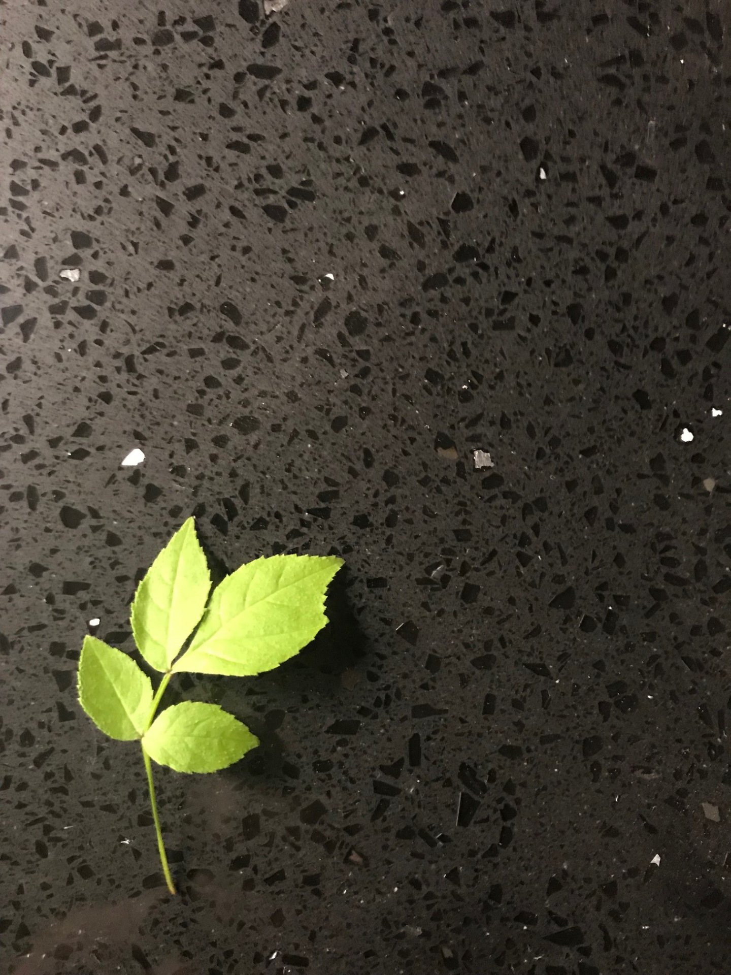 Starlight Quartz - Mister Marble